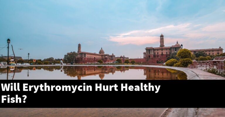 Will Erythromycin Hurt Healthy Fish? [2025 Guide] - Gold Koi Fish