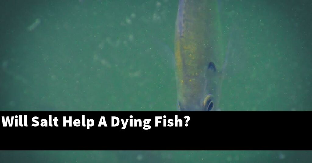 Will Salt Help A Dying Fish? [2025 Guide] - Gold Koi Fish